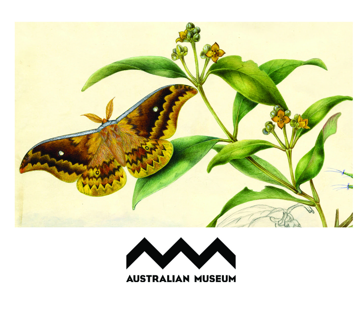 GCS Gallery Transformations: Art of the Scott Sisters - Abbotsleigh ...